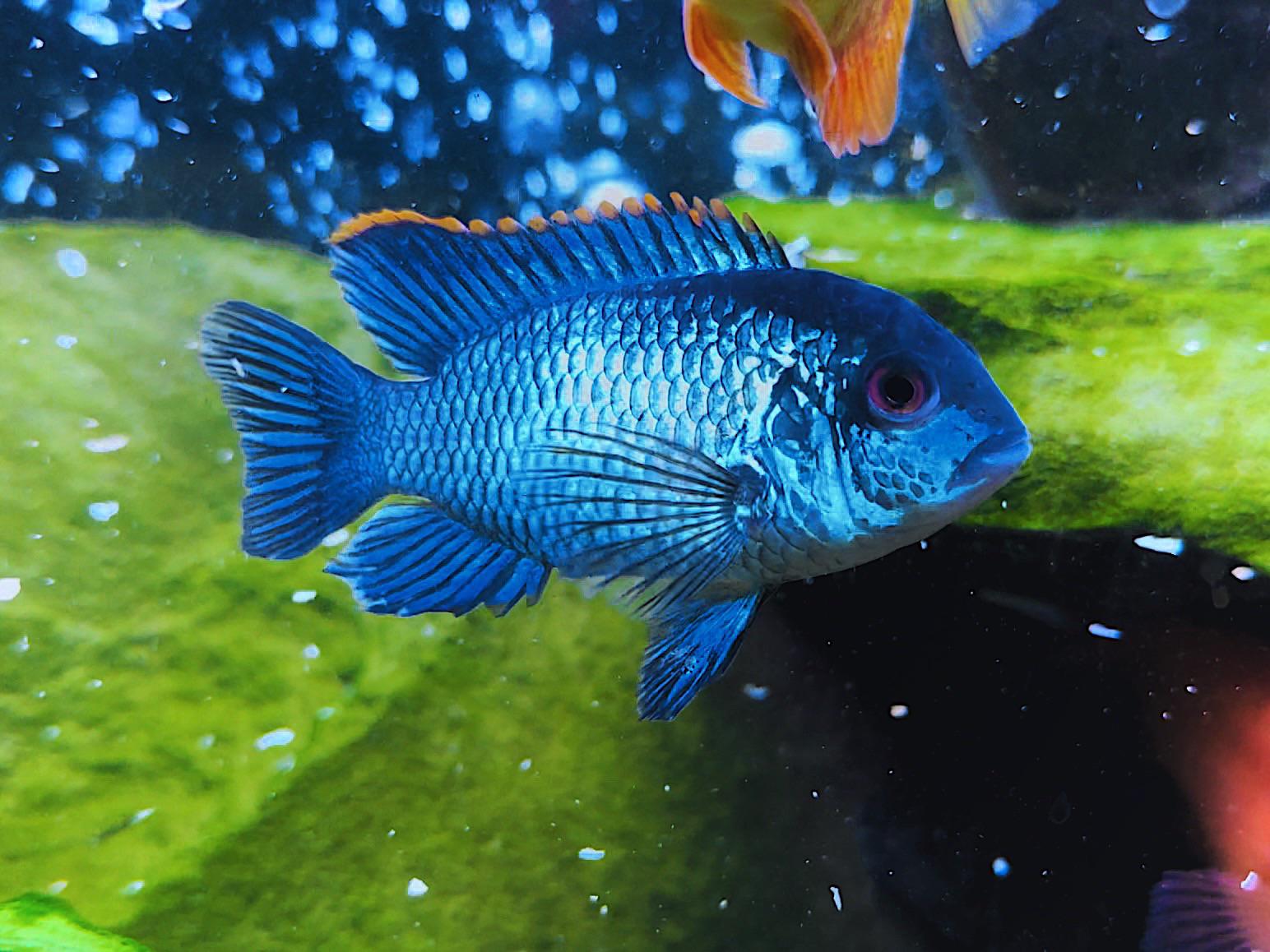Electric Blue Acara | Pet Central - Pets Prefer Pet People!