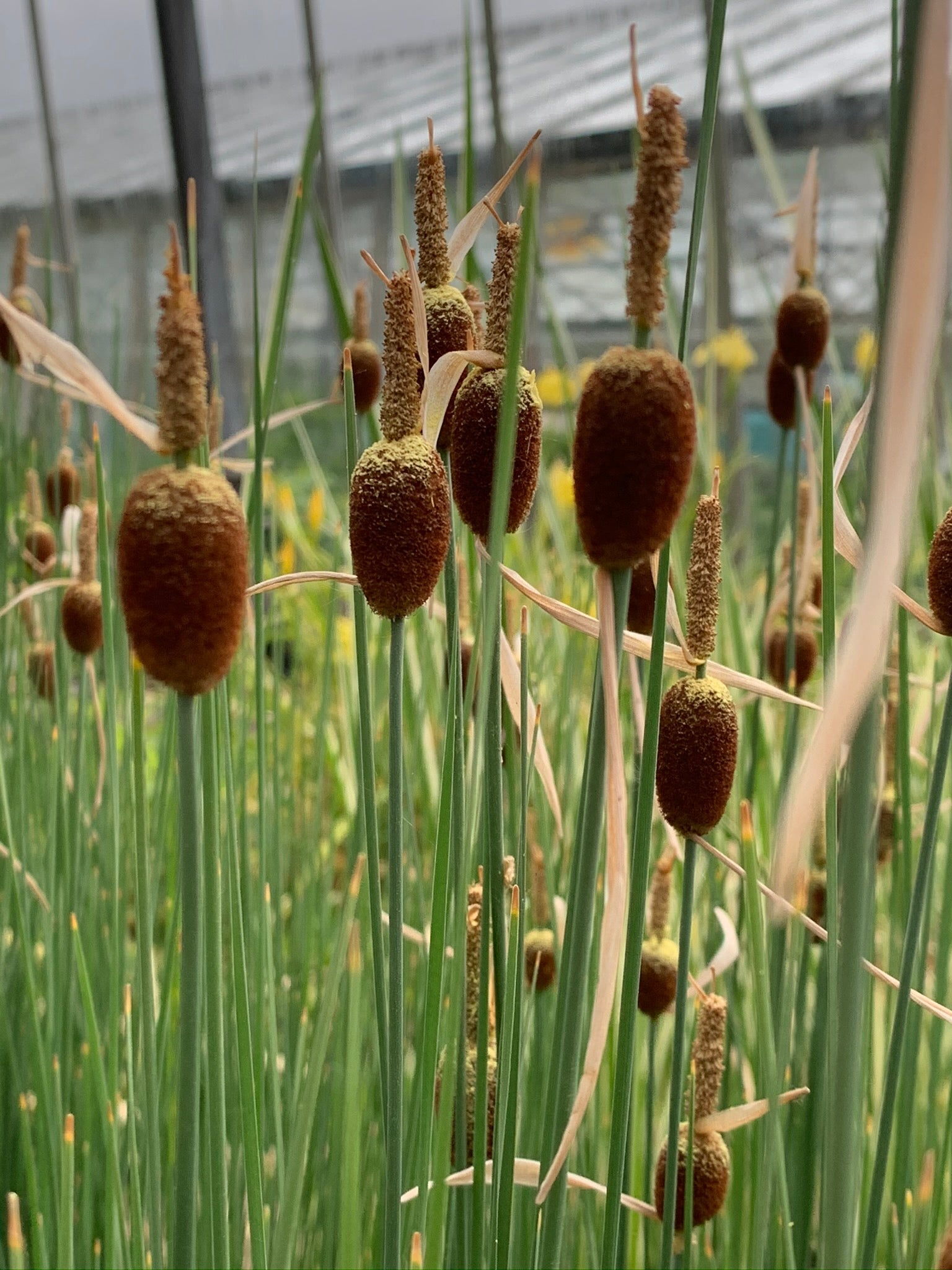 HydrOasis Dwarf Cattail Potted | Pet Central - Pets Prefer Pet People!