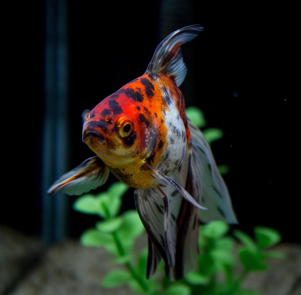 Calico Fantail Goldfish