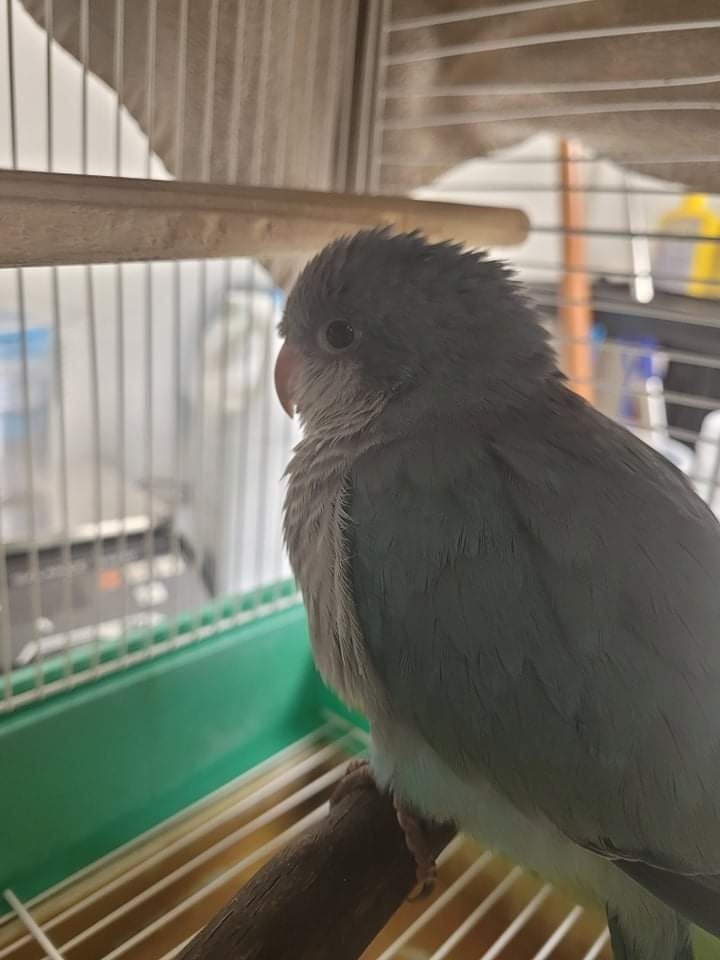 Cinnamon Quaker Parrot